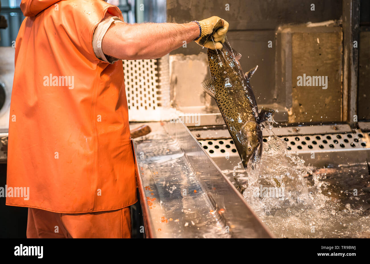 Fish hatchery worker in orange uniform taking chinook salmon out of ...
