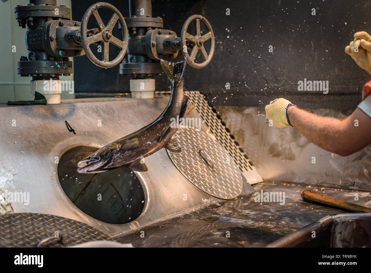 Worker at a fish hatchery throws a live Chinook salmon into a sorting ...