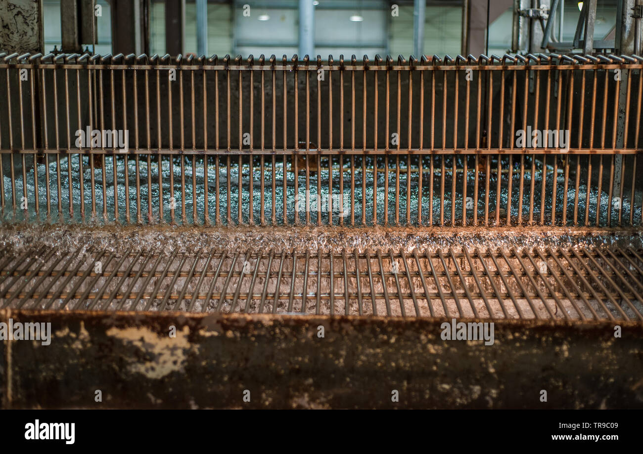 Closed metal grid gate at a fish hatchery, which will allow salmon to ...