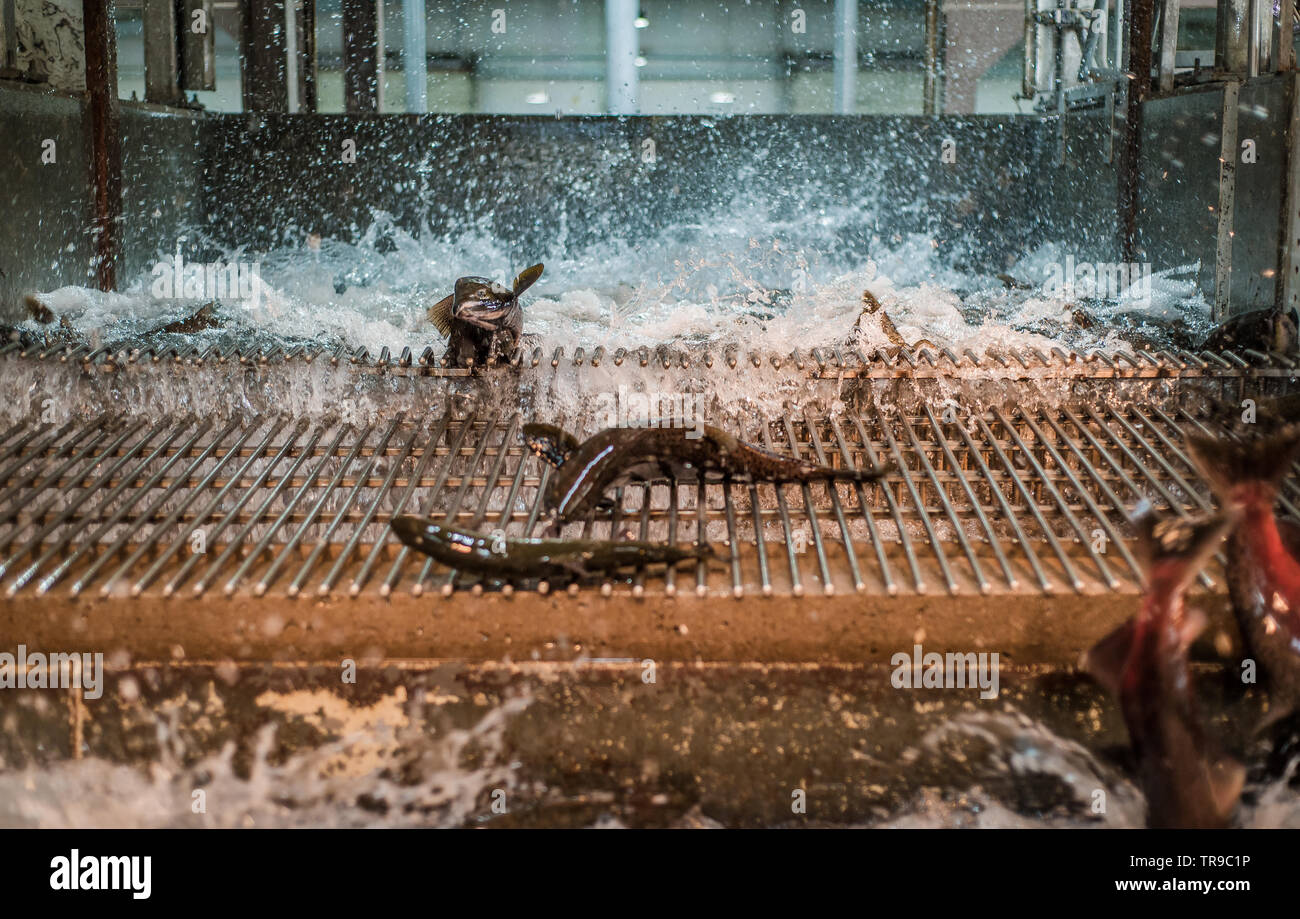 Live chinook salmon at a fish hatchery, flopping and splashing on a ...