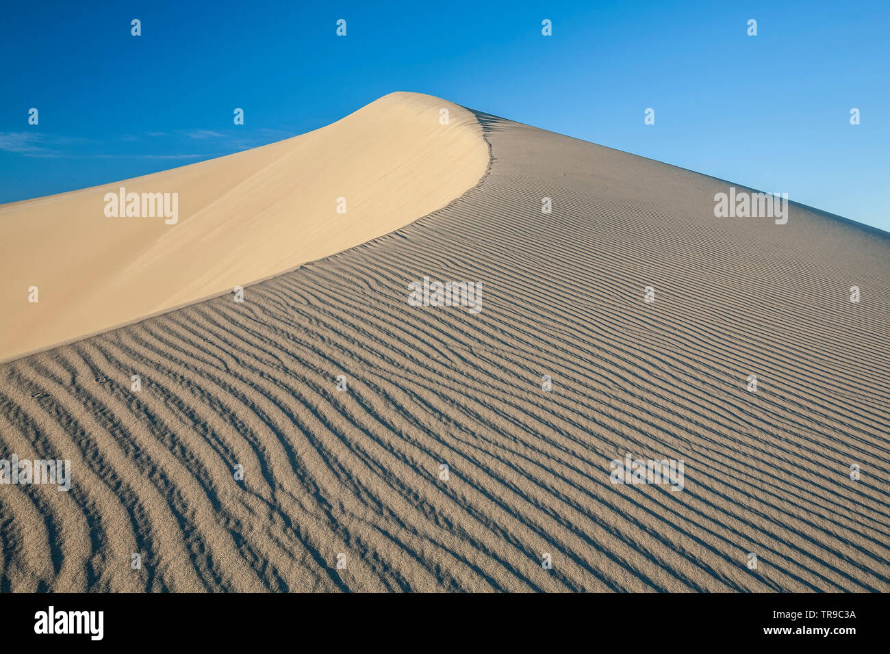 Sand dune and ripples, Mesquite Flat Sand Dunes, Death Valley National ...