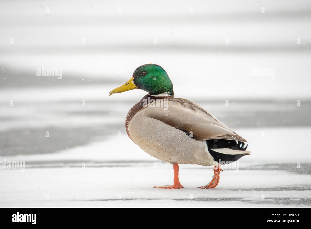 Beautiful male Mallard duck walks on a canal that has frozen over, with ...