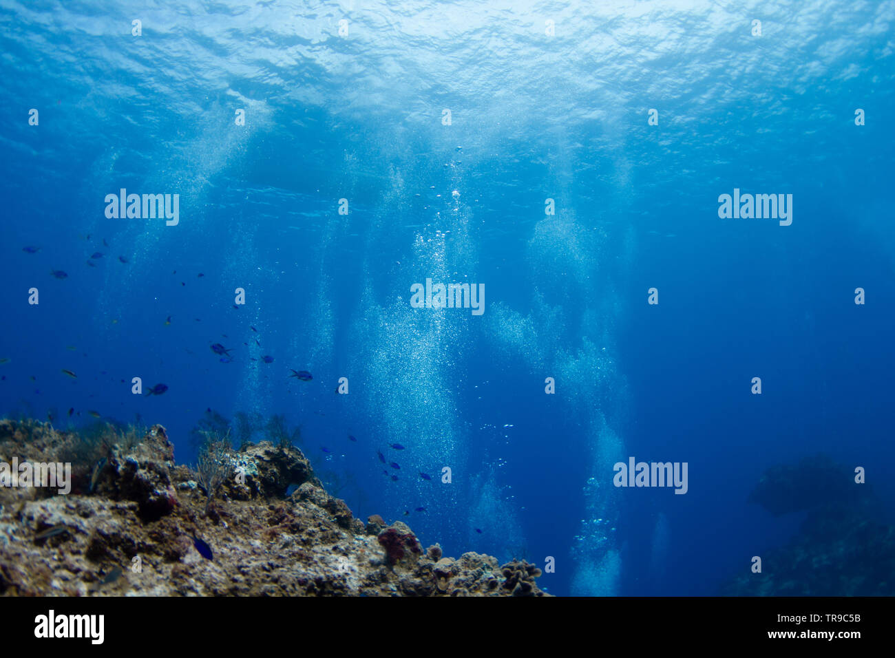COZUMEL, MEXICO: little fishes and corals on a deep blue ocean Stock ...