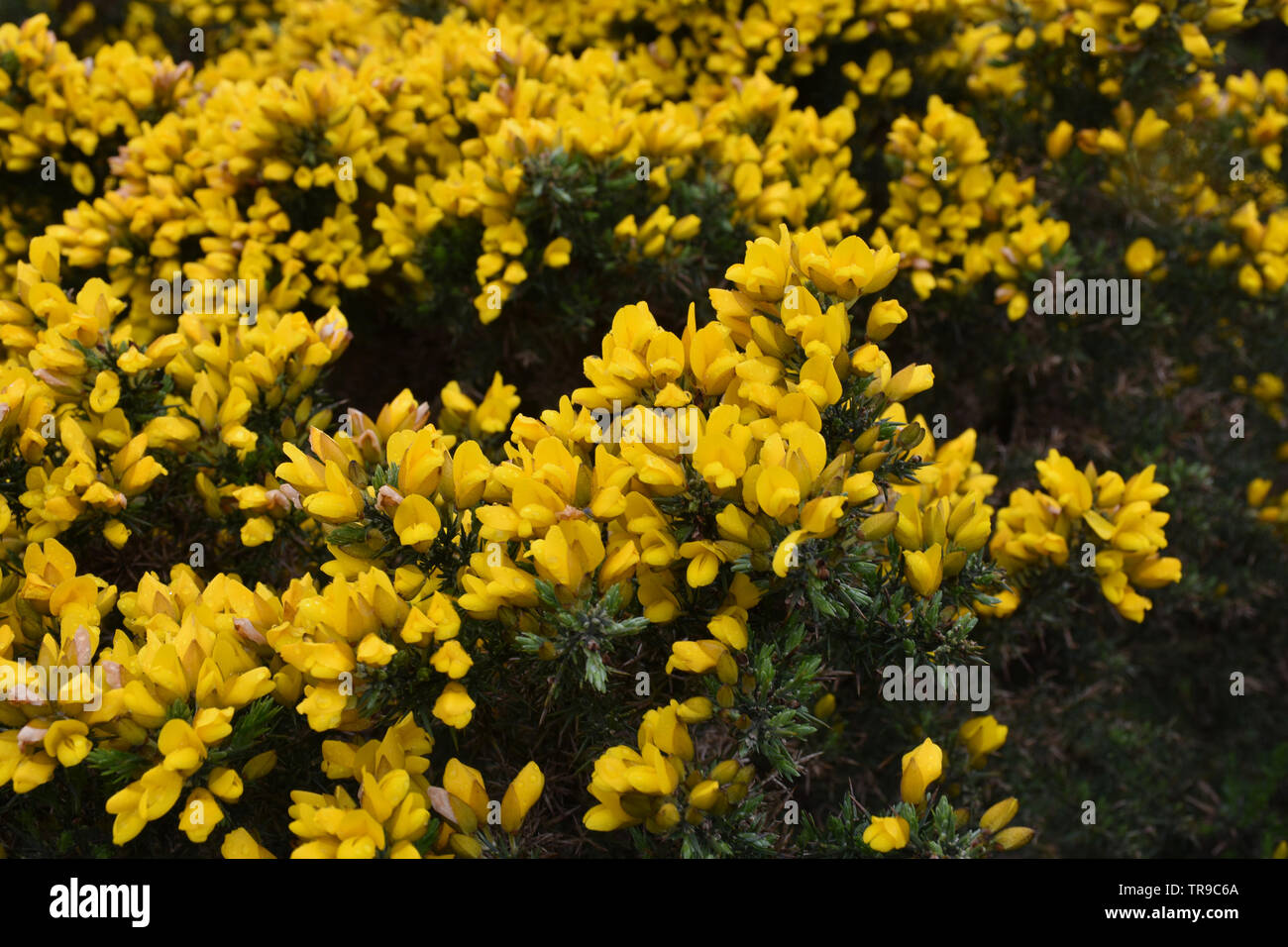 Beautiful godlen yellow gorse flowering shrub blooming Stock Photo - Alamy