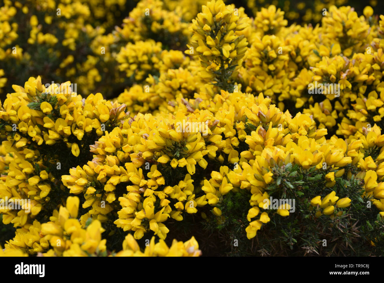 Very pretty flowering golden yellow gorse bush with blossoms Stock ...