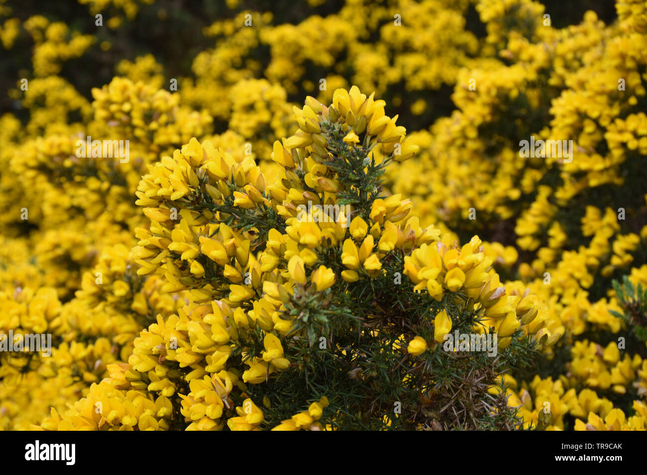 Pretty up close look at a flowering gorse bush Stock Photo - Alamy