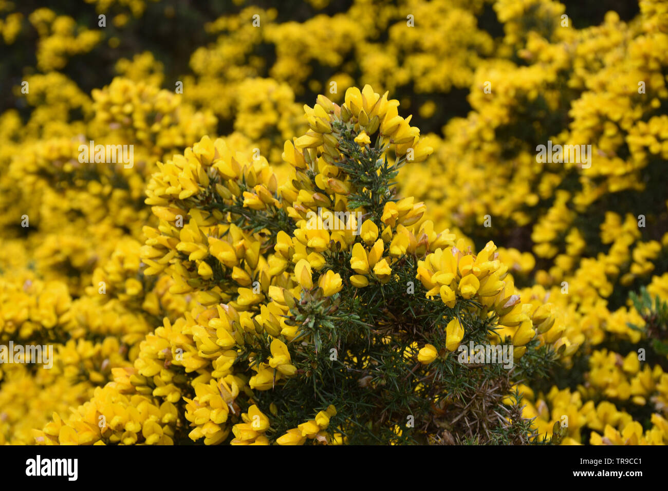 Stunning golden yellow flowering gorse bush in England Stock Photo - Alamy