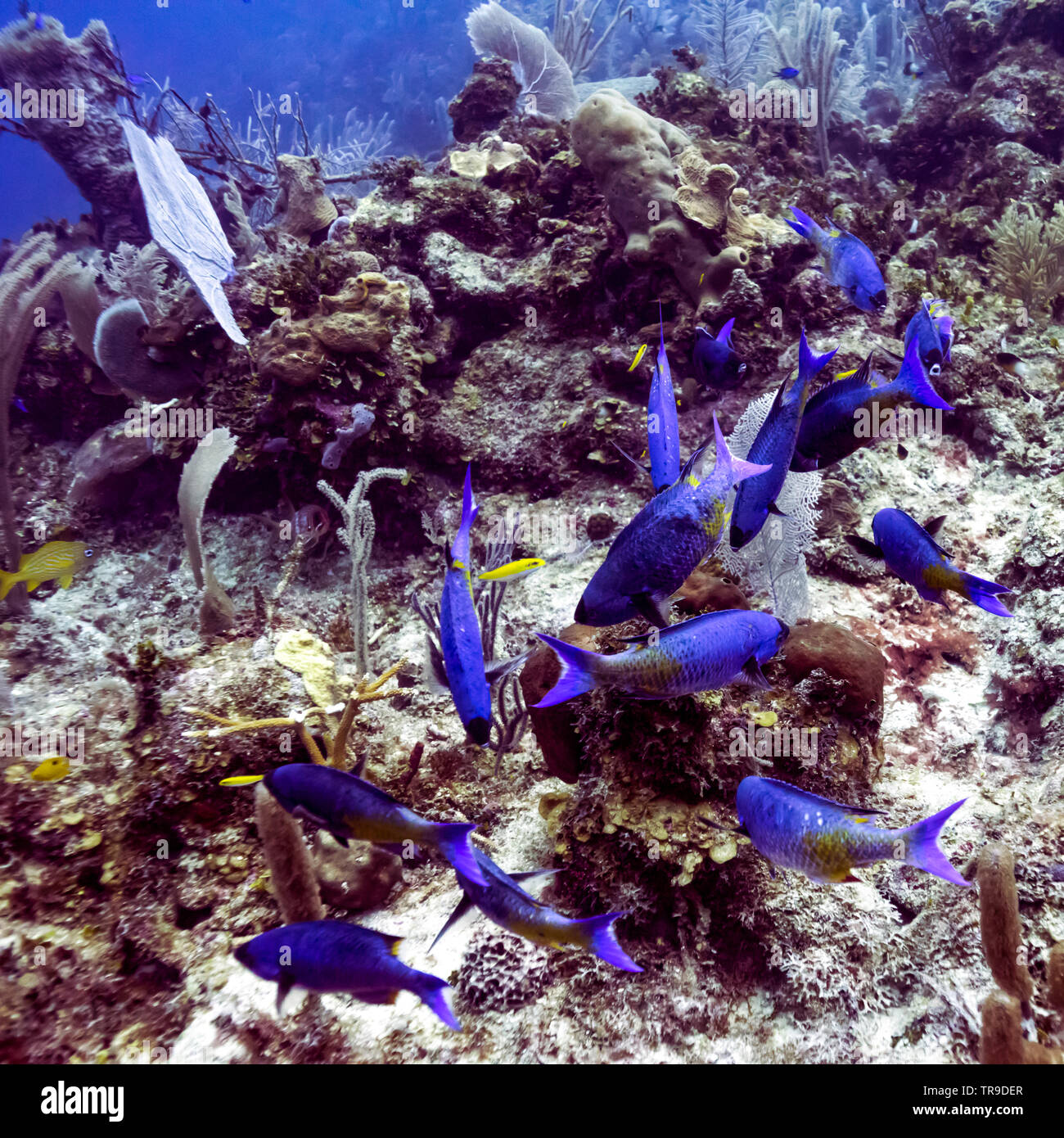 Fish and coral underwater, Belize Barrier Reef, Belize Stock Photo - Alamy