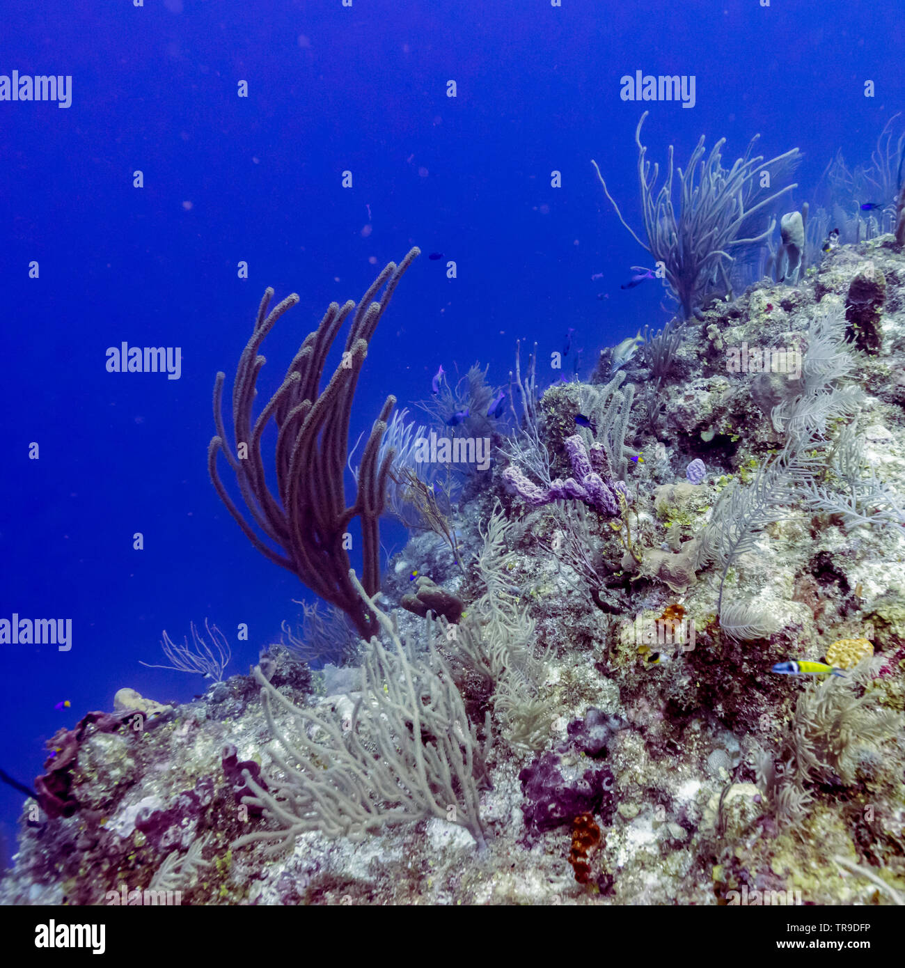 Corals underwater, Belize Barrier Reef, Belize Stock Photo - Alamy