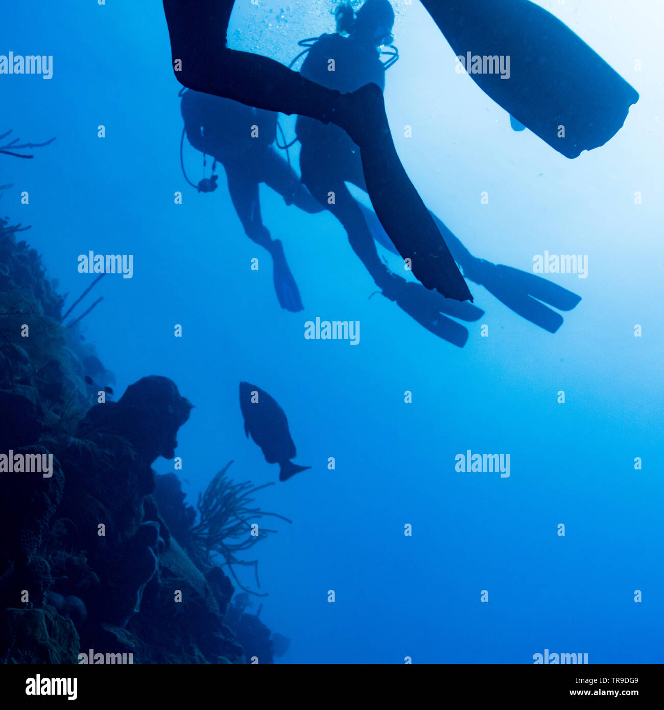 Scuba divers underwater, Tarpon Cayes, Lighthouse Reef, Belize Barrier ...