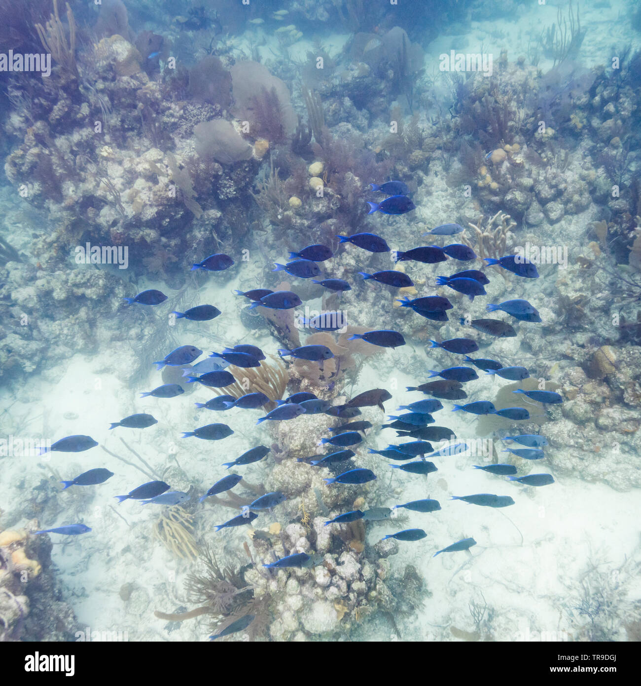 Fish and corals underwater, Turneffe Atoll, Belize Barrier Reef, Belize ...