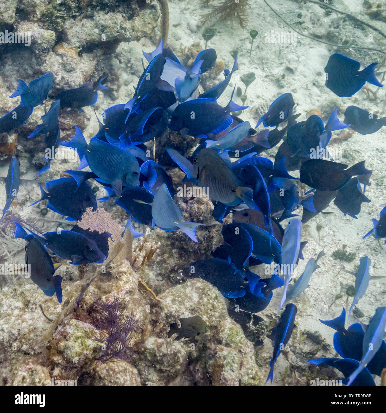 Fish and corals underwater, Turneffe Atoll, Belize Barrier Reef, Belize ...