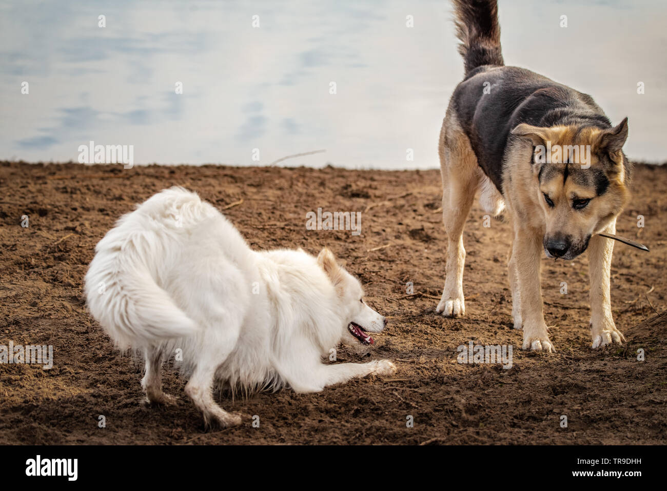 Cute, fluffy white Samoyed dog play bows at a larger mixed-breed giant ...