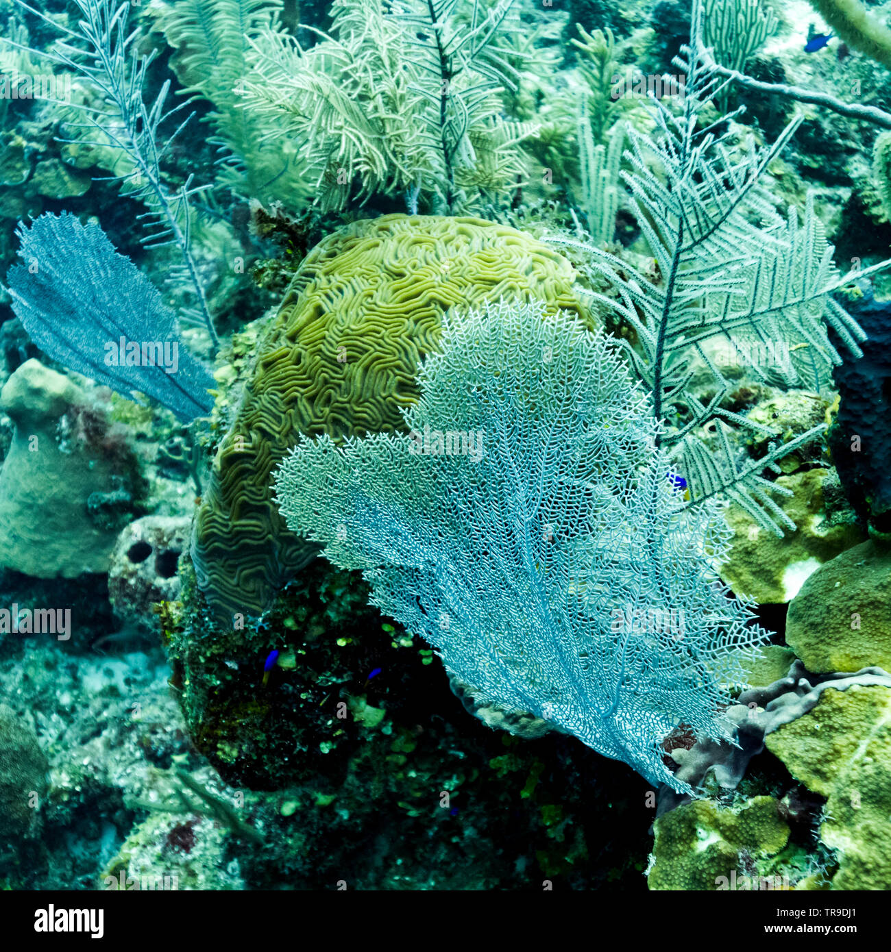 Coral reefs underwater, Belize Barrier Reef, Belize Stock Photo - Alamy