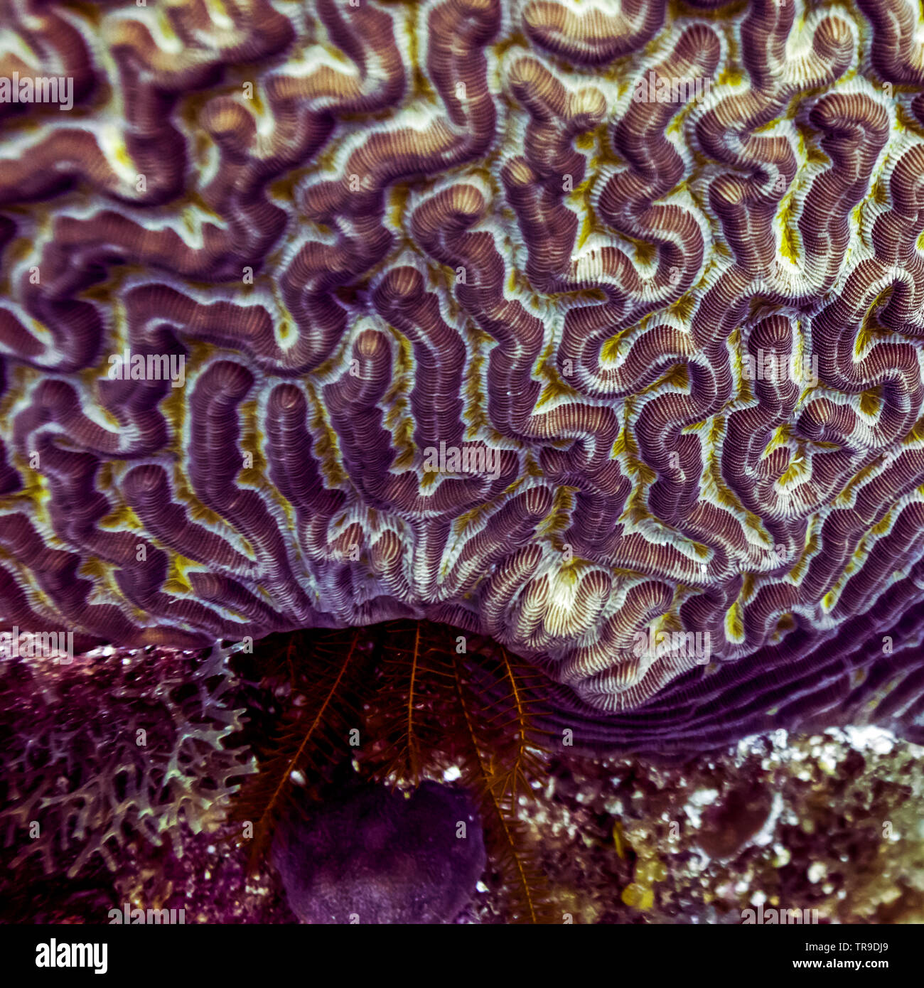 Details of coral reef underwater, Belize Barrier Reef, Belize Stock ...