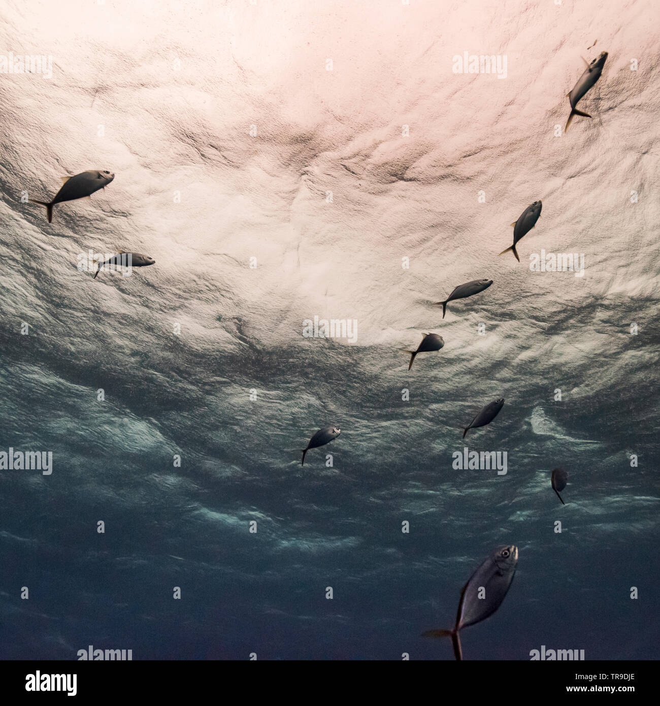 Fish underwater, Secret Spot, Turneffe Atoll, Belize Barrier Reef ...