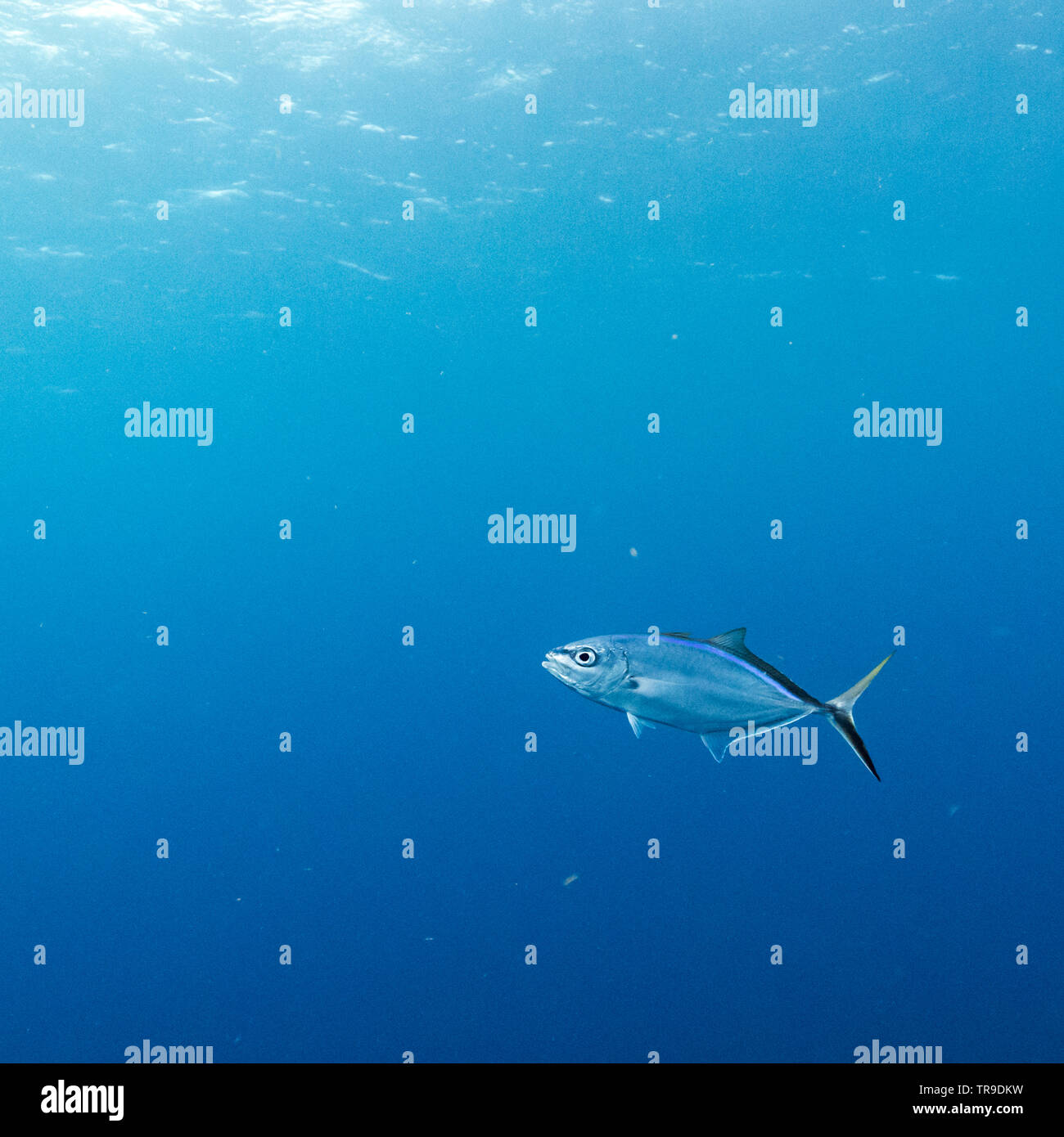 Fish underwater, Belize Stock Photo - Alamy
