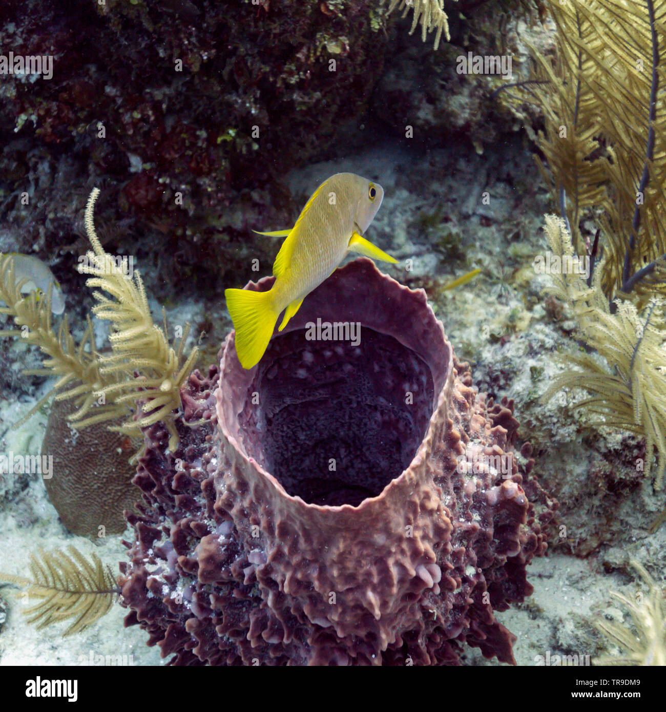 Fish over Tube Sponge Coral, Belize Barrier Reef, Belize Stock Photo ...