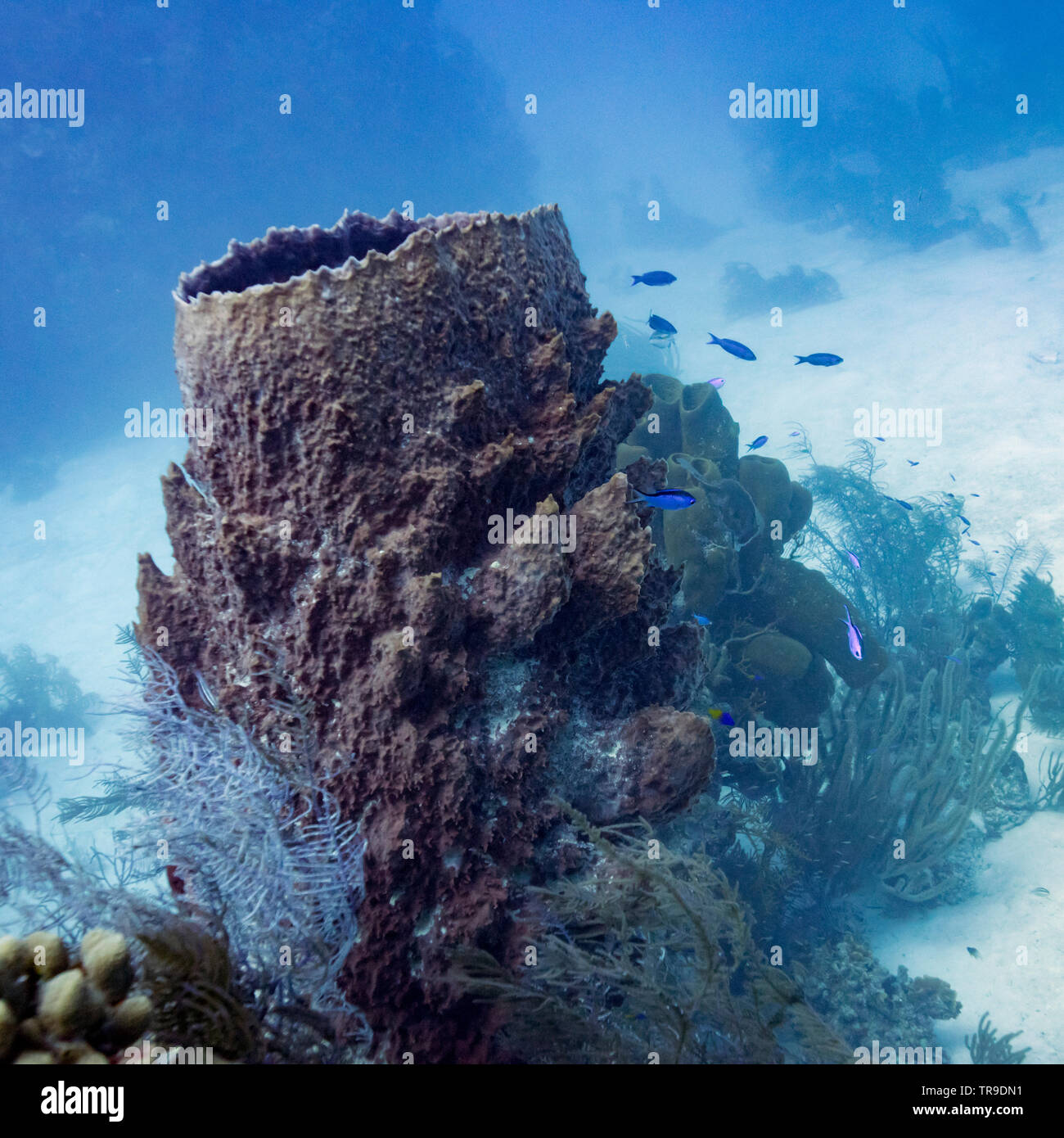 Lighthouse reef belize fish hi-res stock photography and images - Alamy