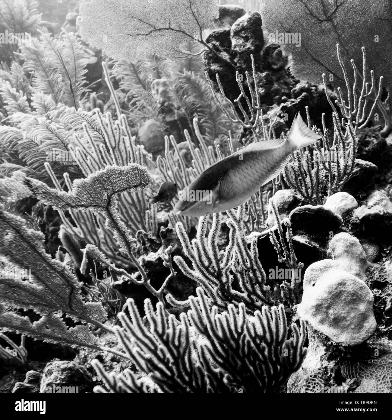 Symbiosis with nature Black and White Stock Photos & Images - Alamy