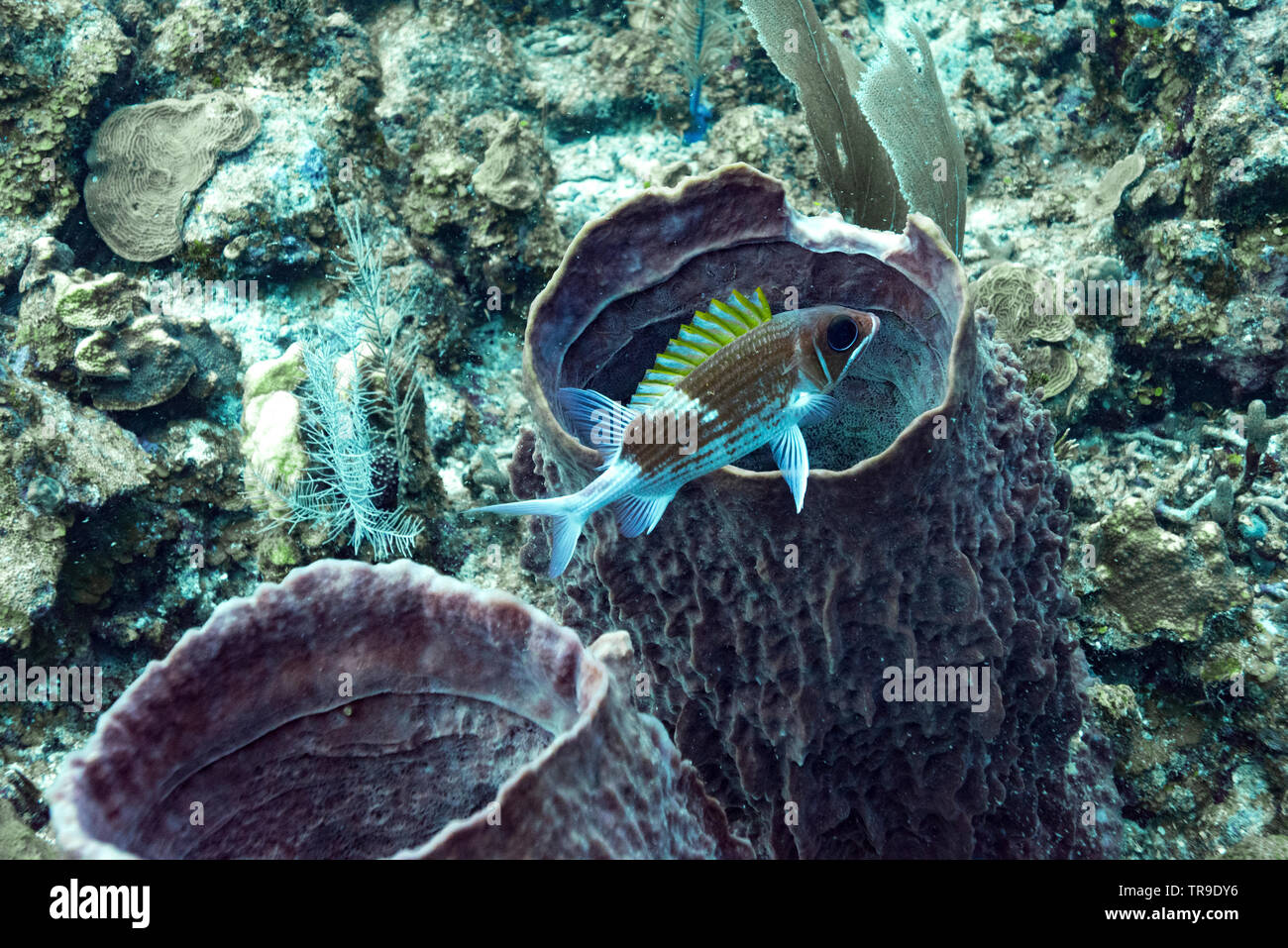 Caribbean coral reef turneffe atoll hi-res stock photography and images ...