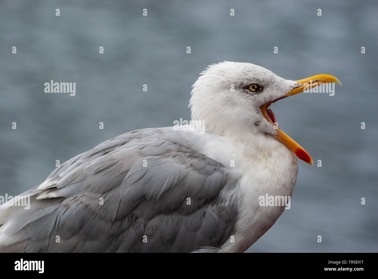 Gulls cry hi-res stock photography and images - Alamy