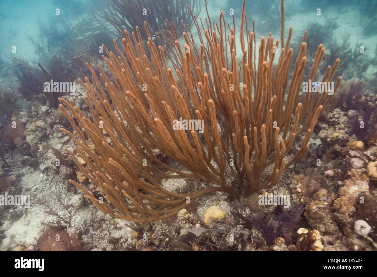 Corals underwater, Turneffe Atoll, Belize Barrier Reef, Belize Stock ...