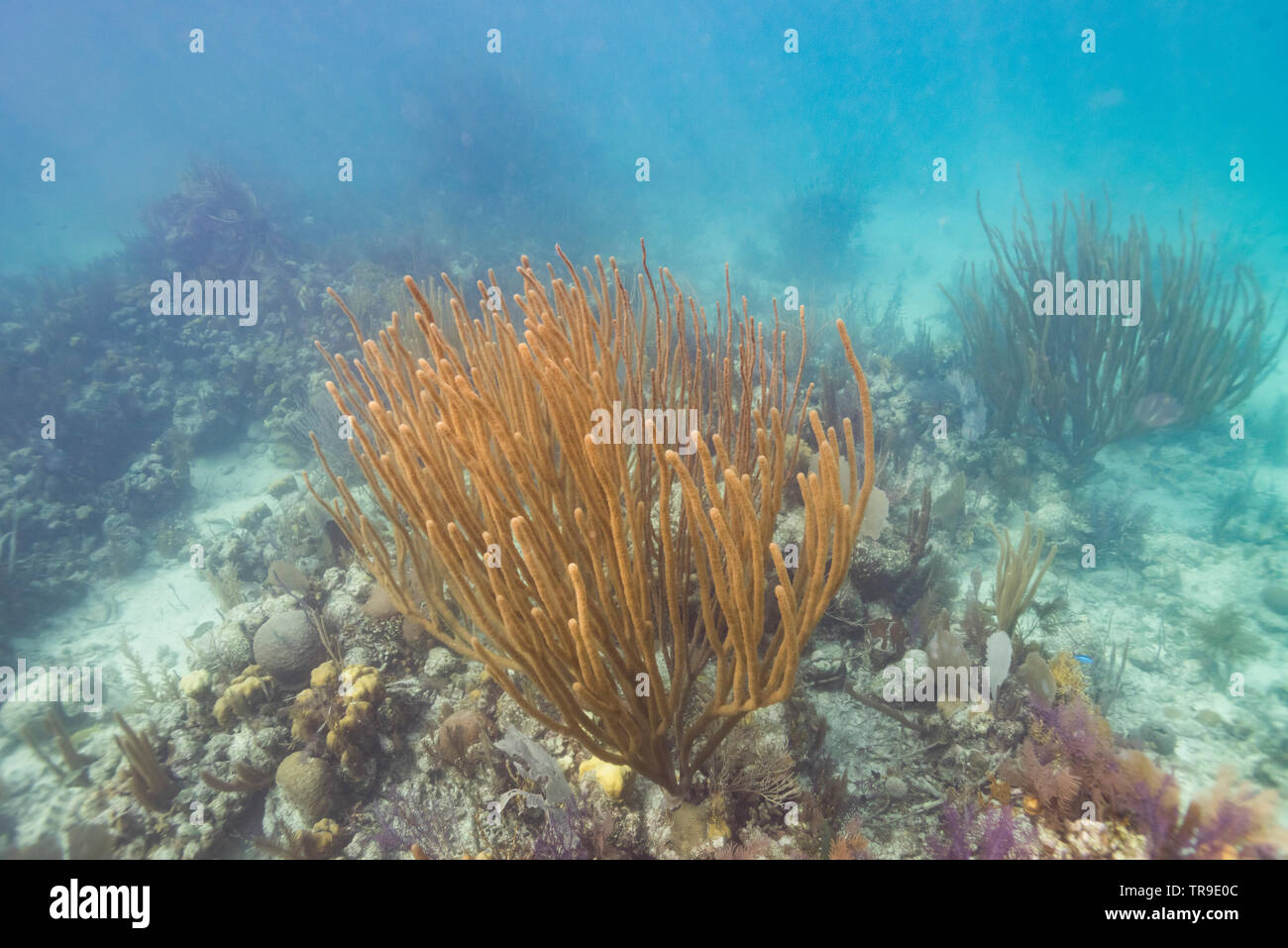 Corals underwater, Turneffe Atoll, Belize Barrier Reef, Belize Stock ...