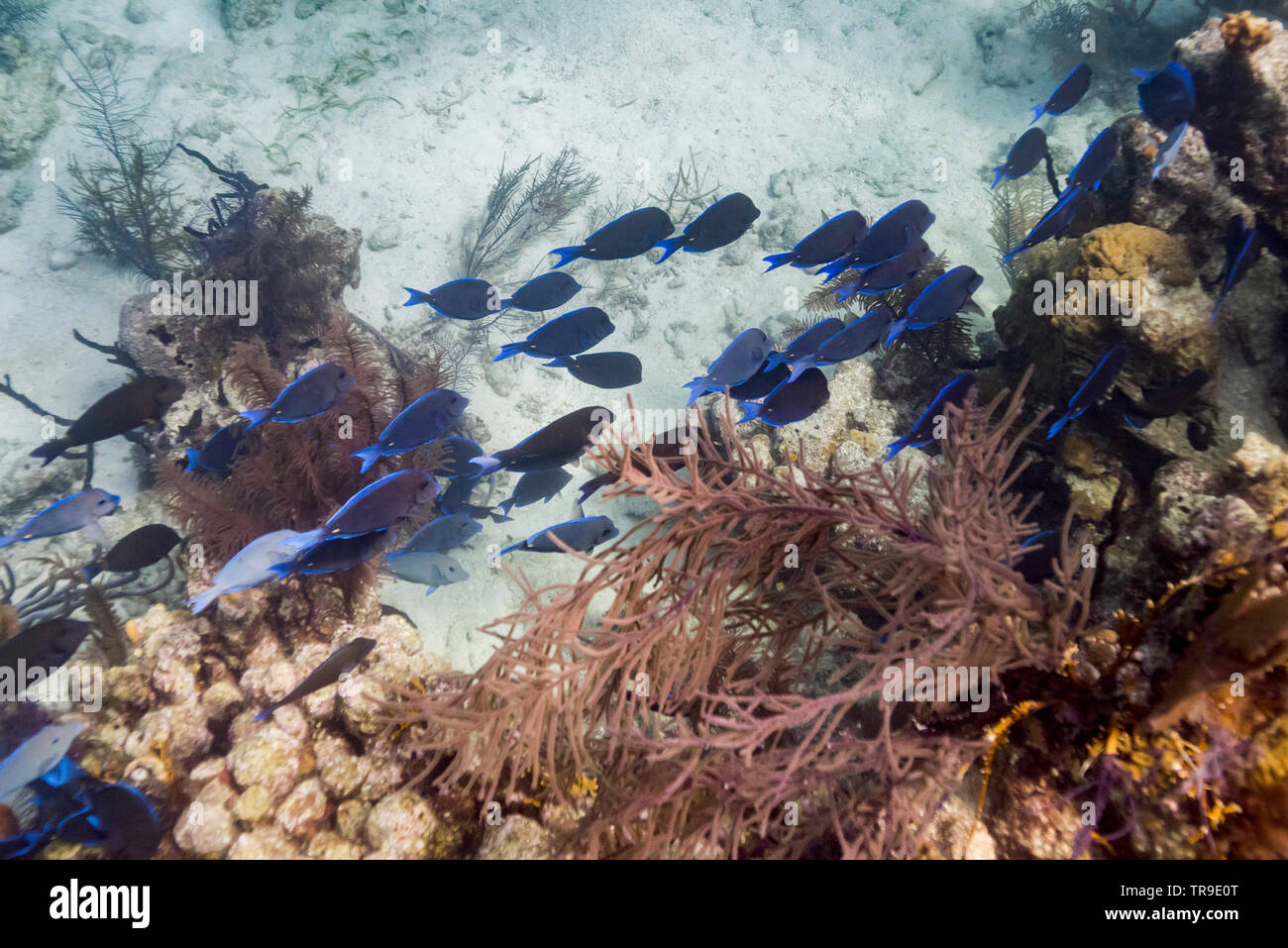 Fish and corals underwater, Turneffe Atoll, Belize Barrier Reef, Belize ...