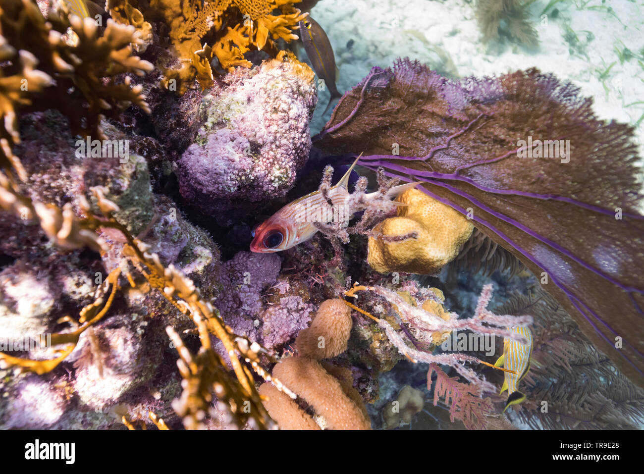 Fish and Corals underwater, Turneffe Atoll, Belize Barrier Reef, Belize ...