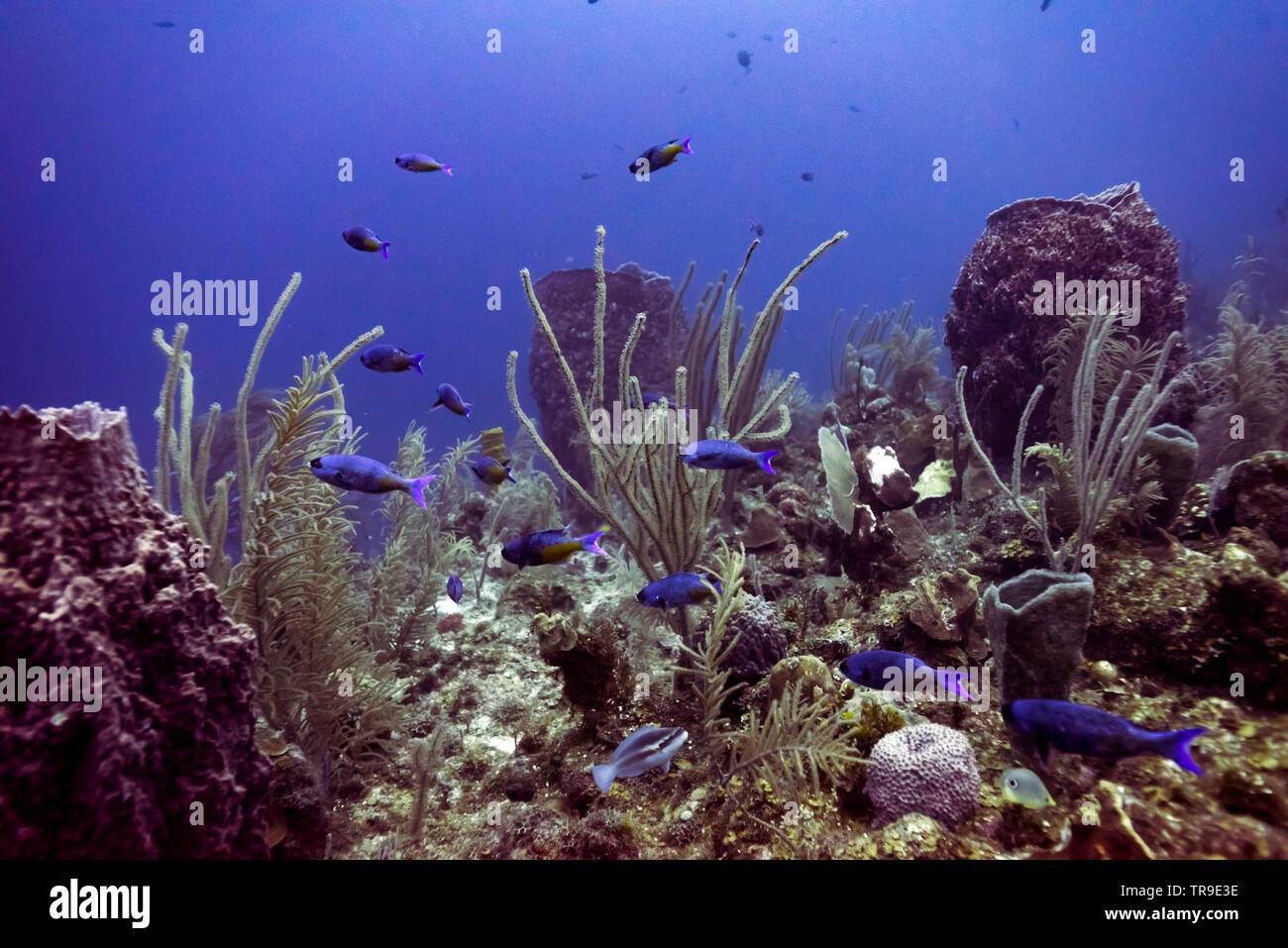 Fish with corals underwater, Belize Barrier Reef, Belize Stock Photo ...