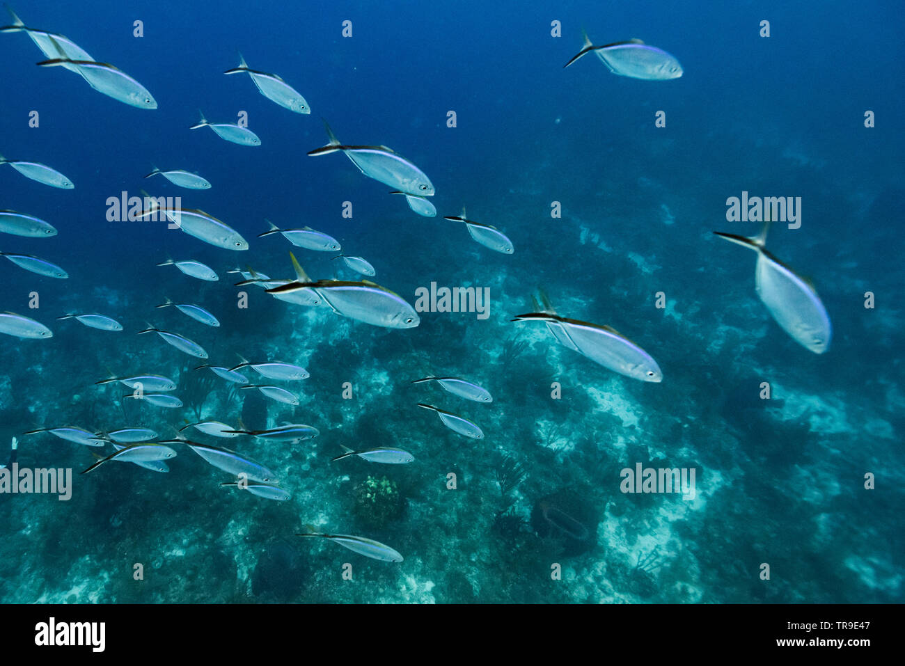 Fish underwater, Belize Barrier Reef, Belize Stock Photo - Alamy