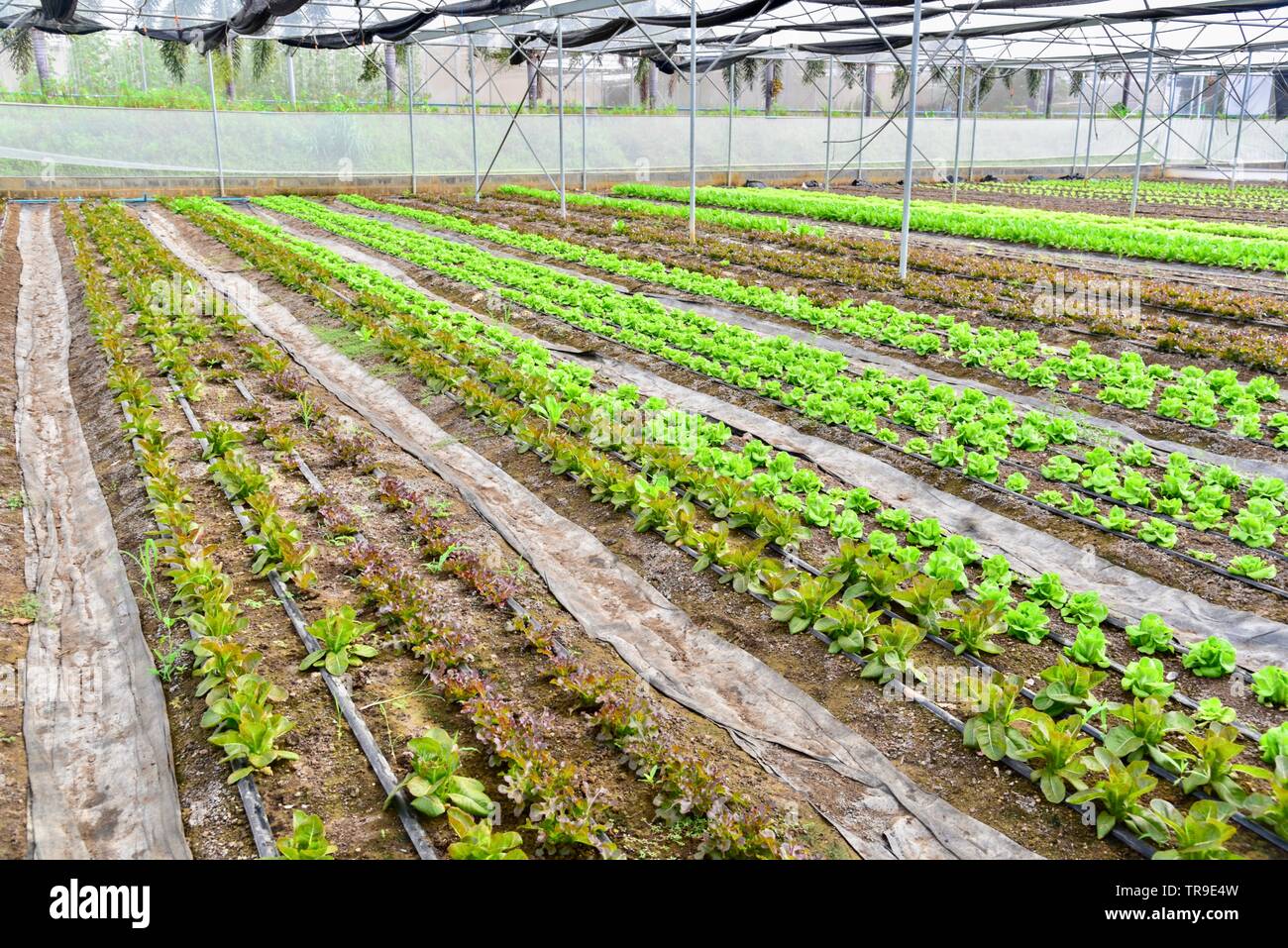 Fresh Green Vegetables Growing in an Organic Farm Stock Photo - Alamy