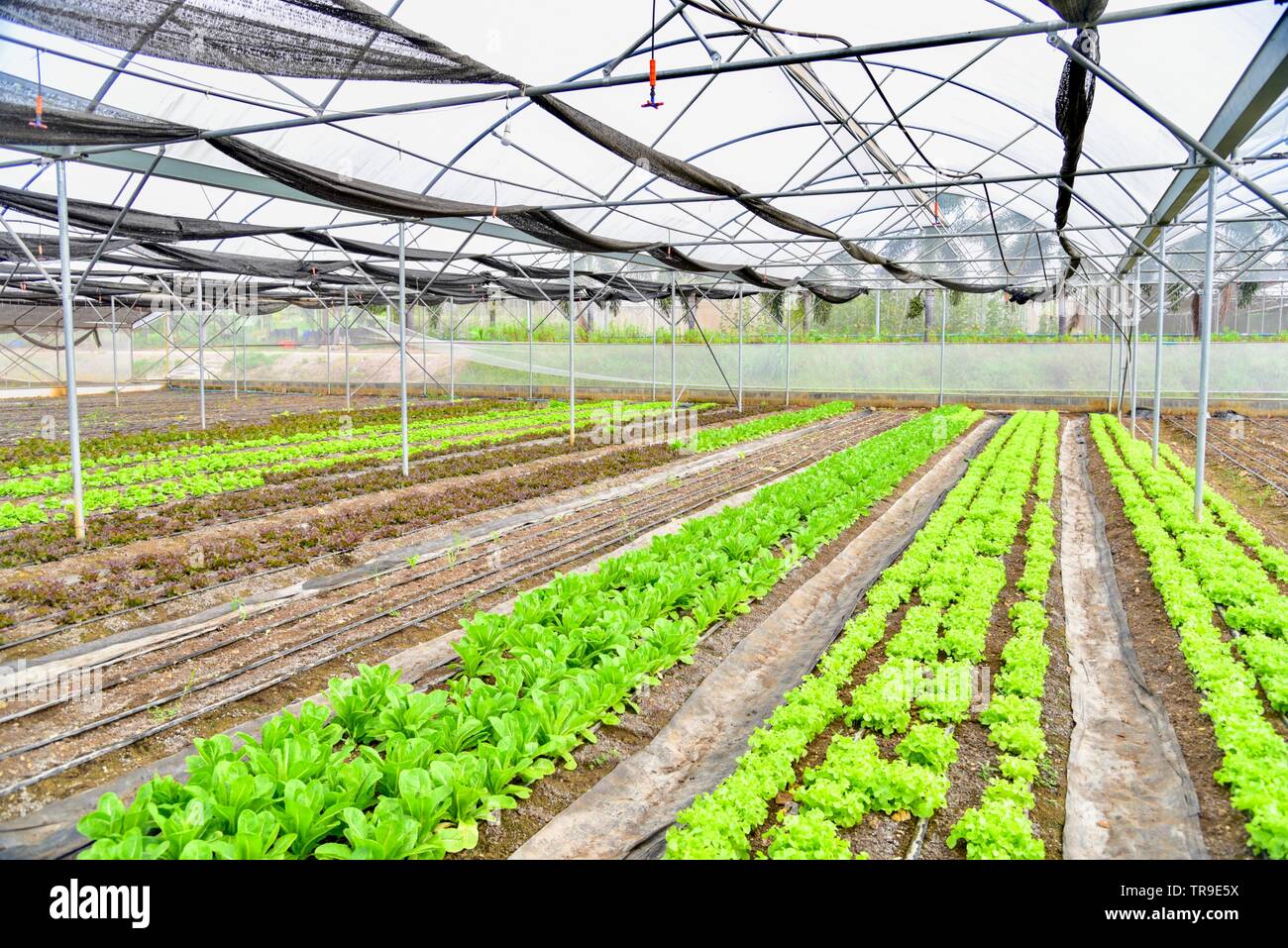 Plant vegetables hi-res stock photography and images - Alamy