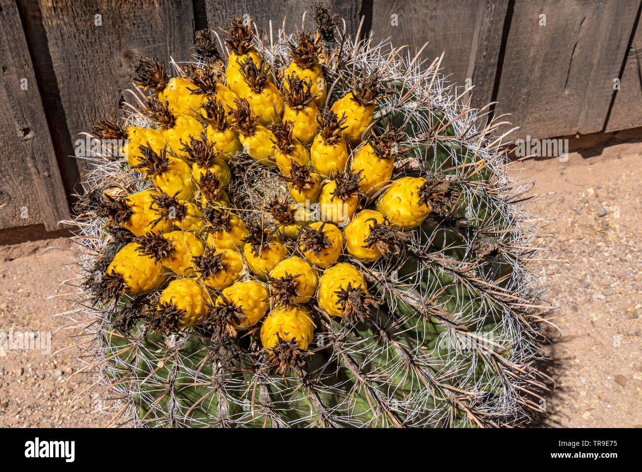Fishhook barrel cactus hi-res stock photography and images - Alamy