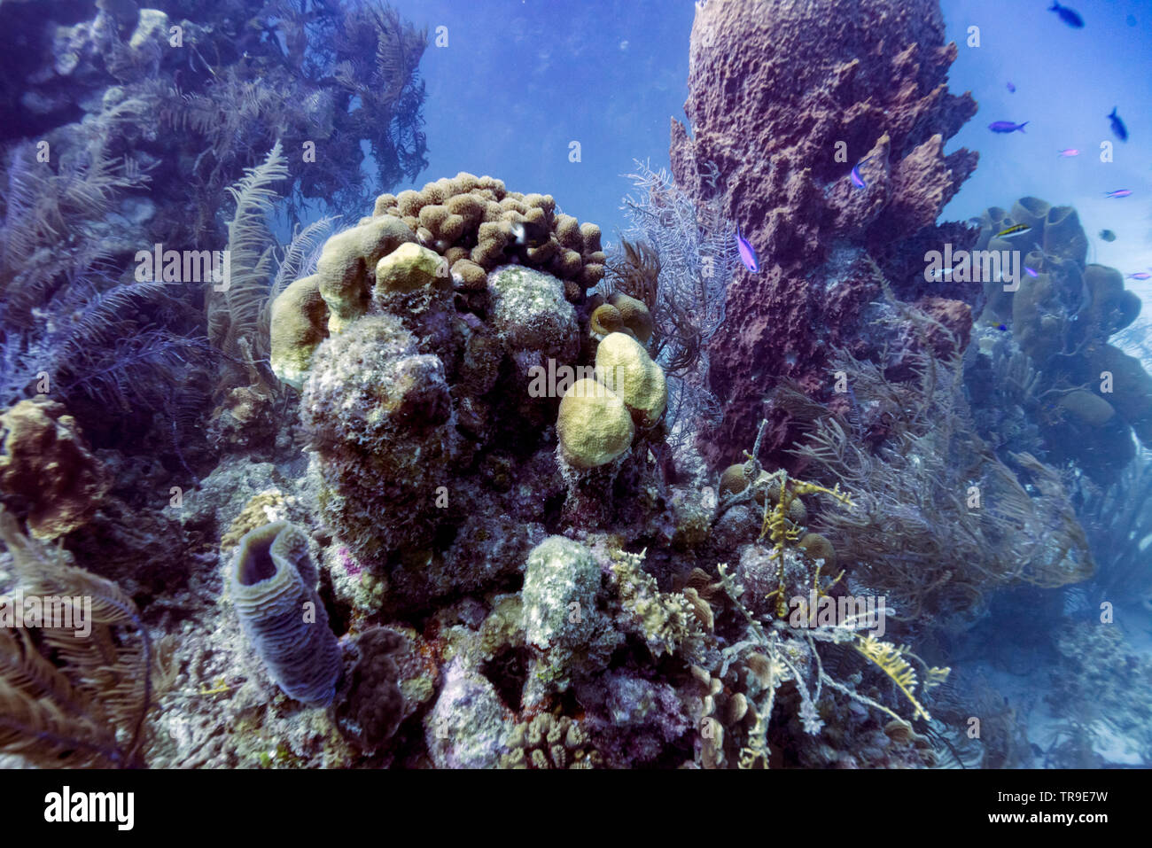 Coral reef underwater, Tarpon Cayes, Belize Barrier Reef, Lighthouse ...