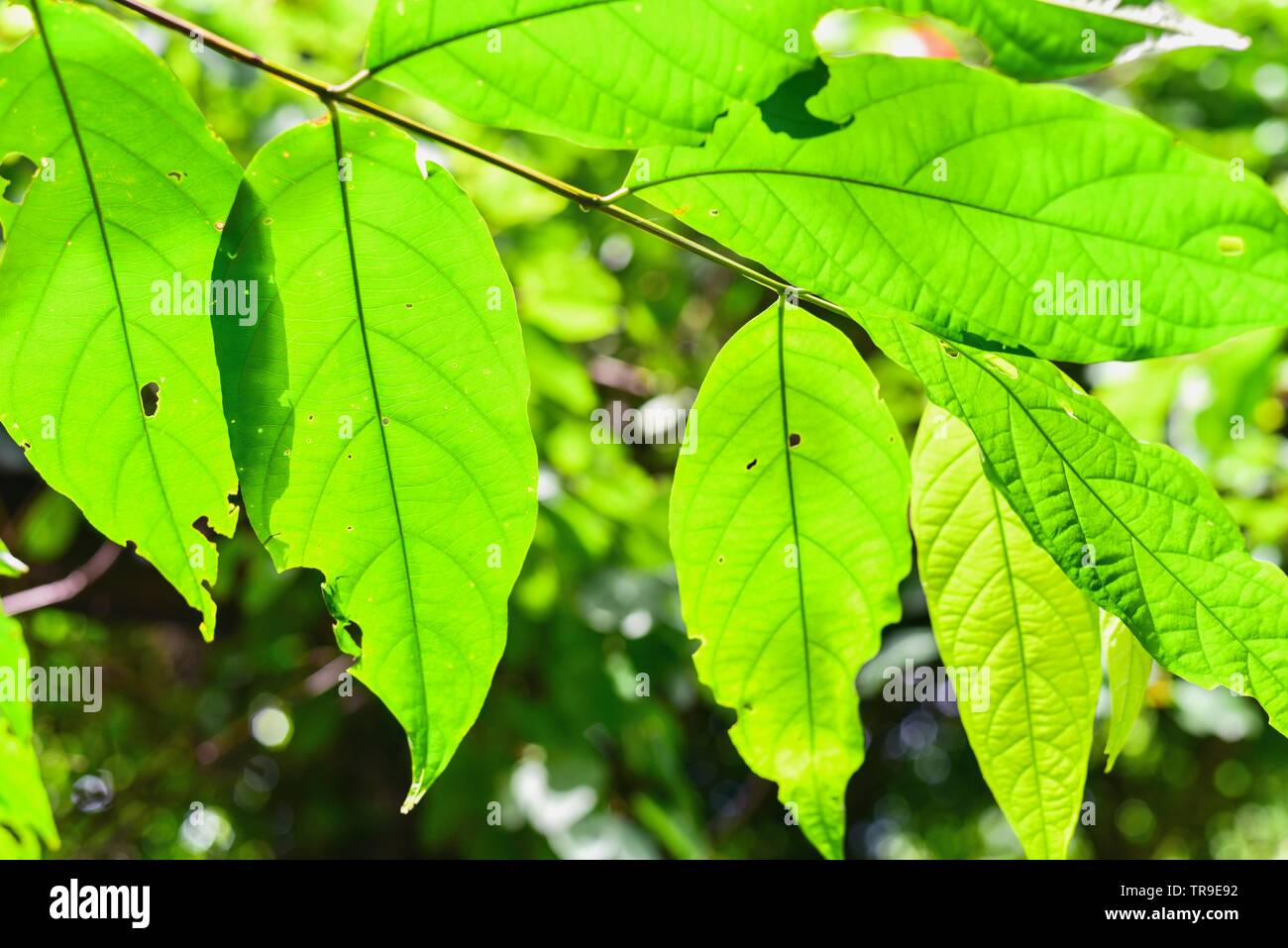 View under green leaves bright hi-res stock photography and images - Alamy