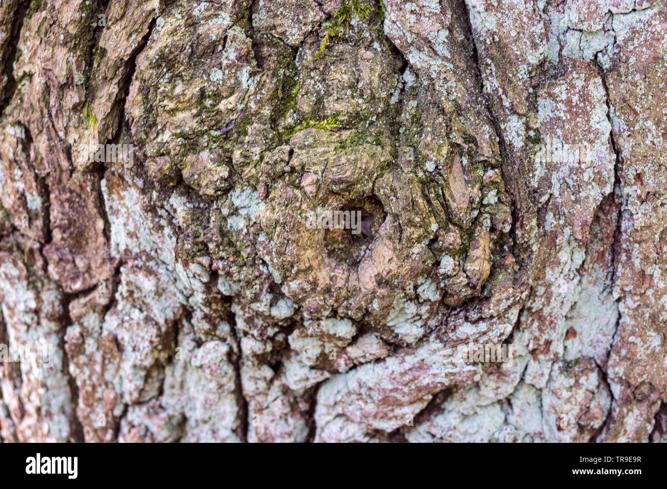 detail of a bark Stock Photo - Alamy