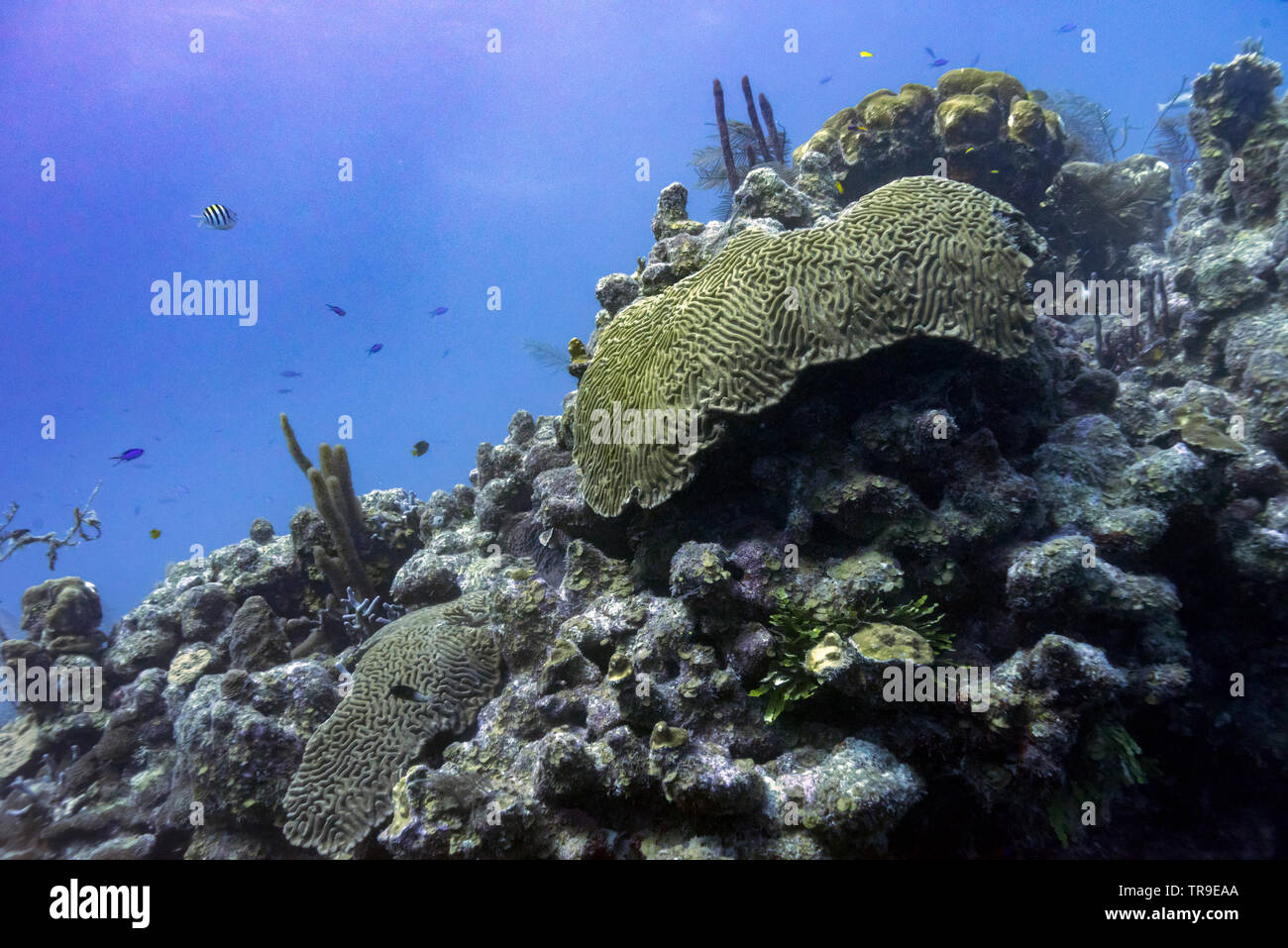 Coral reef underwater, Tarpon Cayes, Belize Barrier Reef, Lighthouse ...