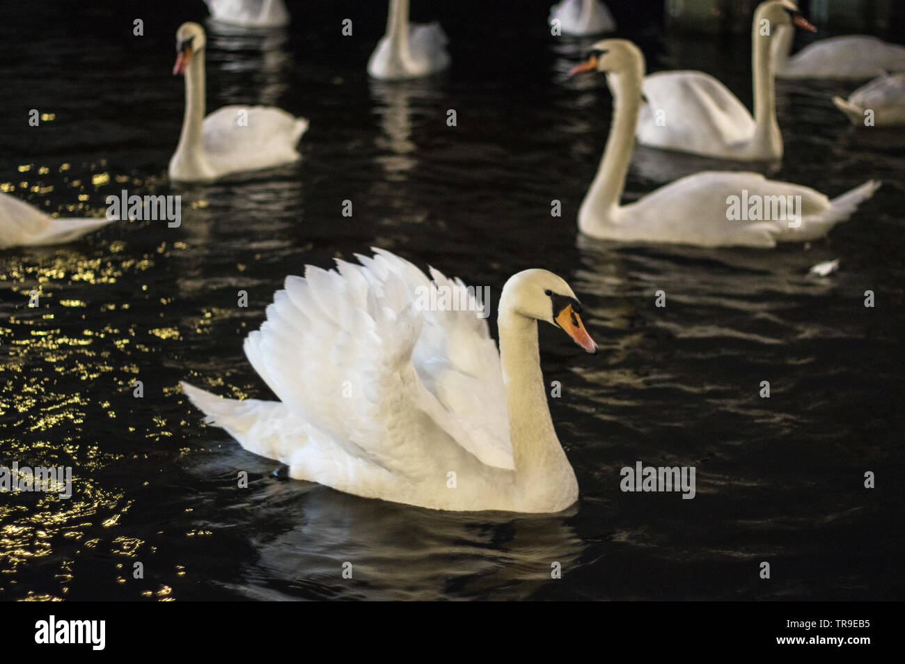 Princess and swans hi-res stock photography and images - Alamy