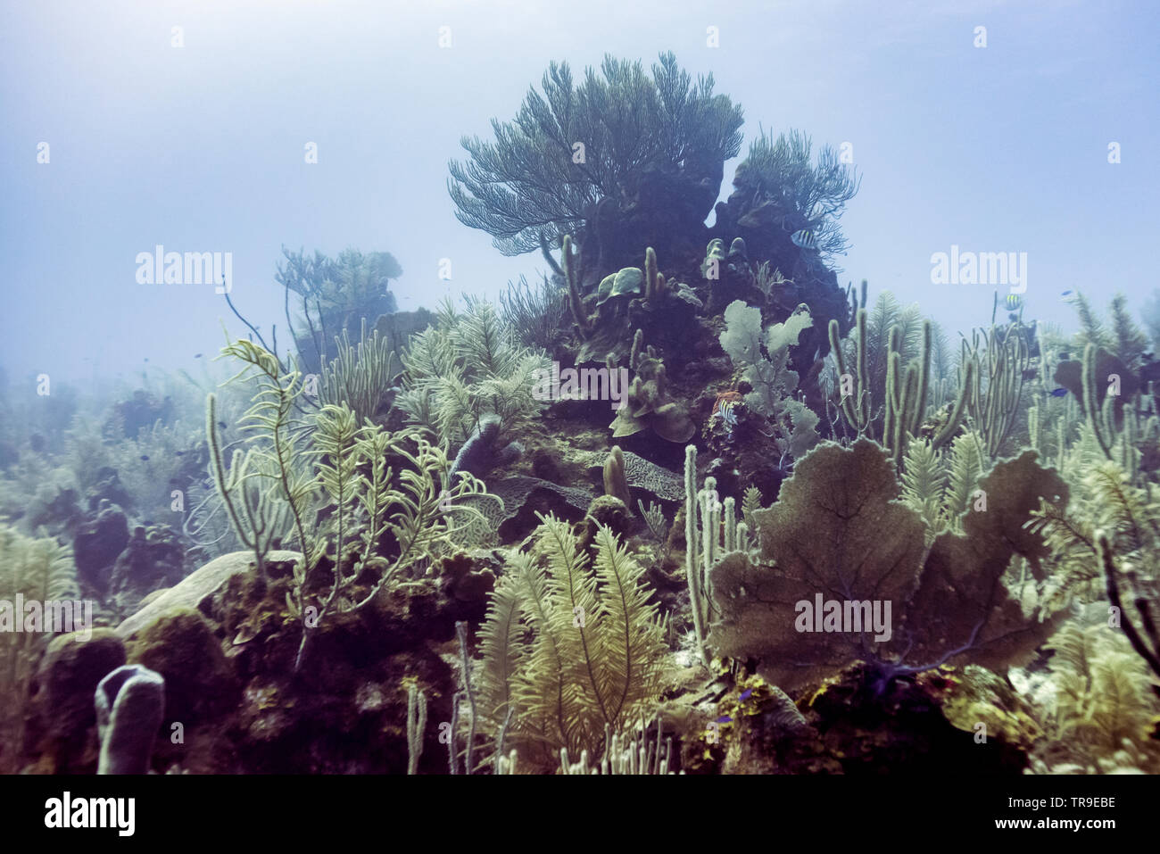 Coral reef underwater, Dive Site, East Wall, Belize Stock Photo - Alamy