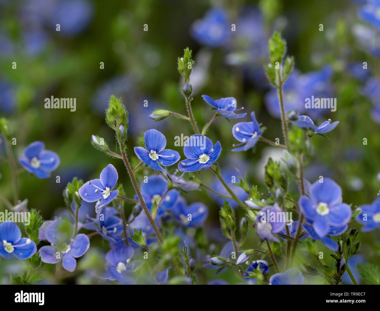 Germander Speedwell Veronica chamaedrys Stock Photo - Alamy