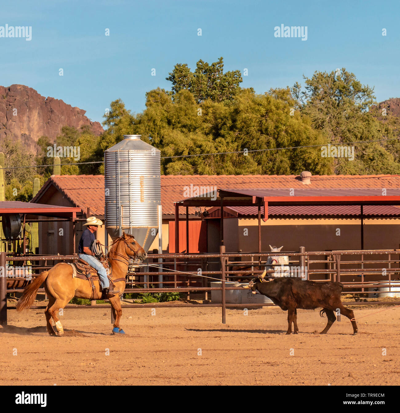 Weekly rodeo at White Stallion Ranch, a dude ranch outside Tucson, AZ ...