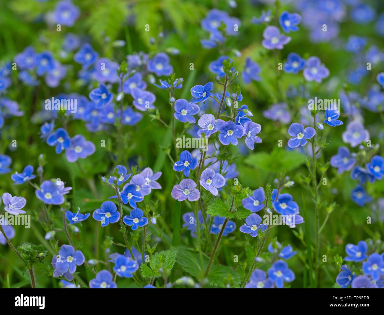 Germander Speedwell Veronica chamaedrys Stock Photo - Alamy