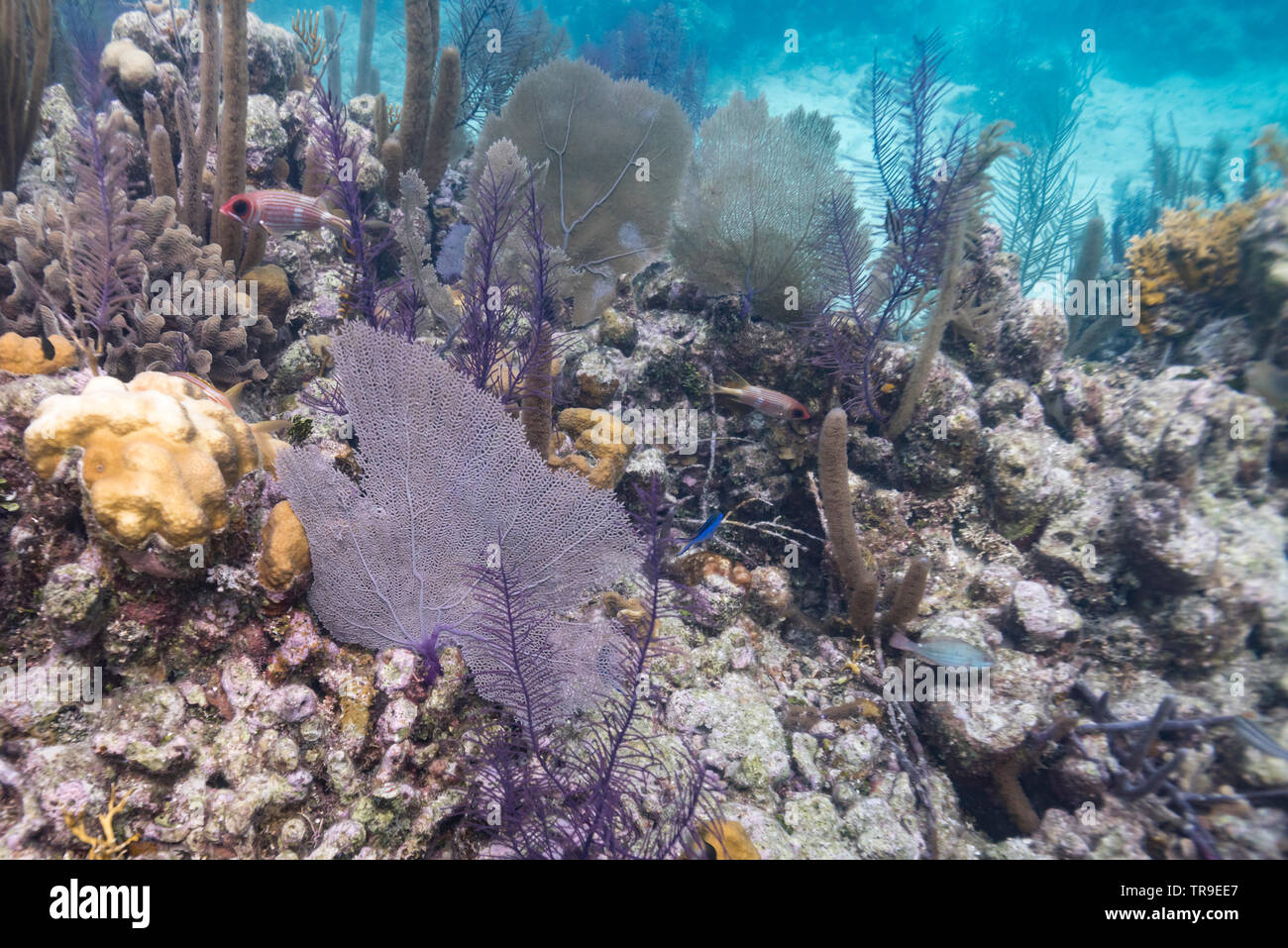 Coral reef underwater, Turneffe Atoll, Belize Barrier Reef, Belize ...