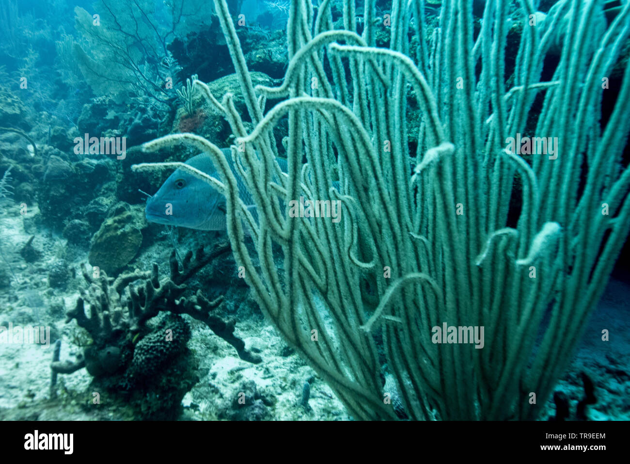 Fish behind coral reef underwater, Secret Spot, Turneffe Atoll, Belize ...