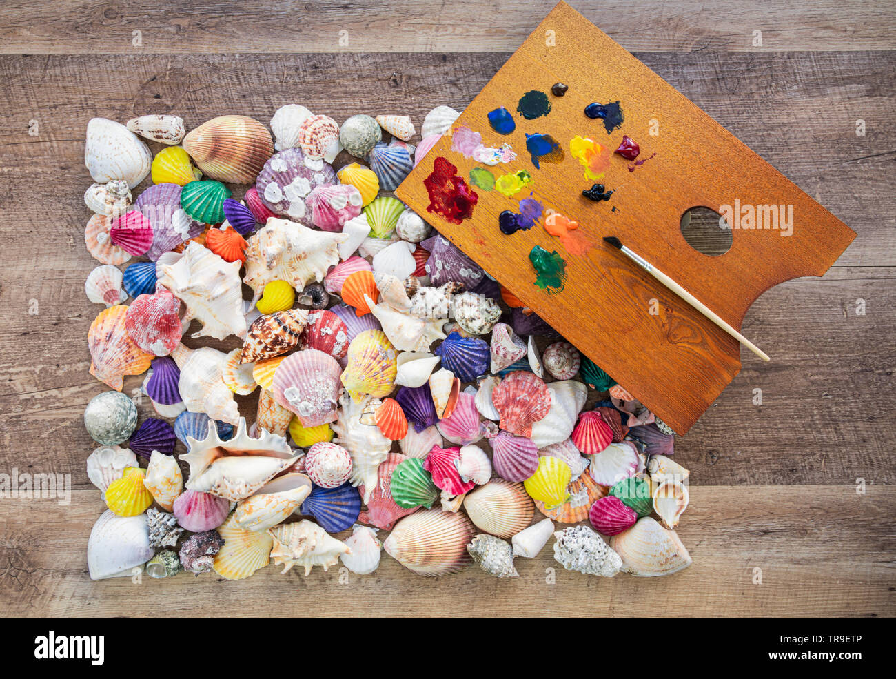 Painted sea shells. Collection of shells painted in different colors ...