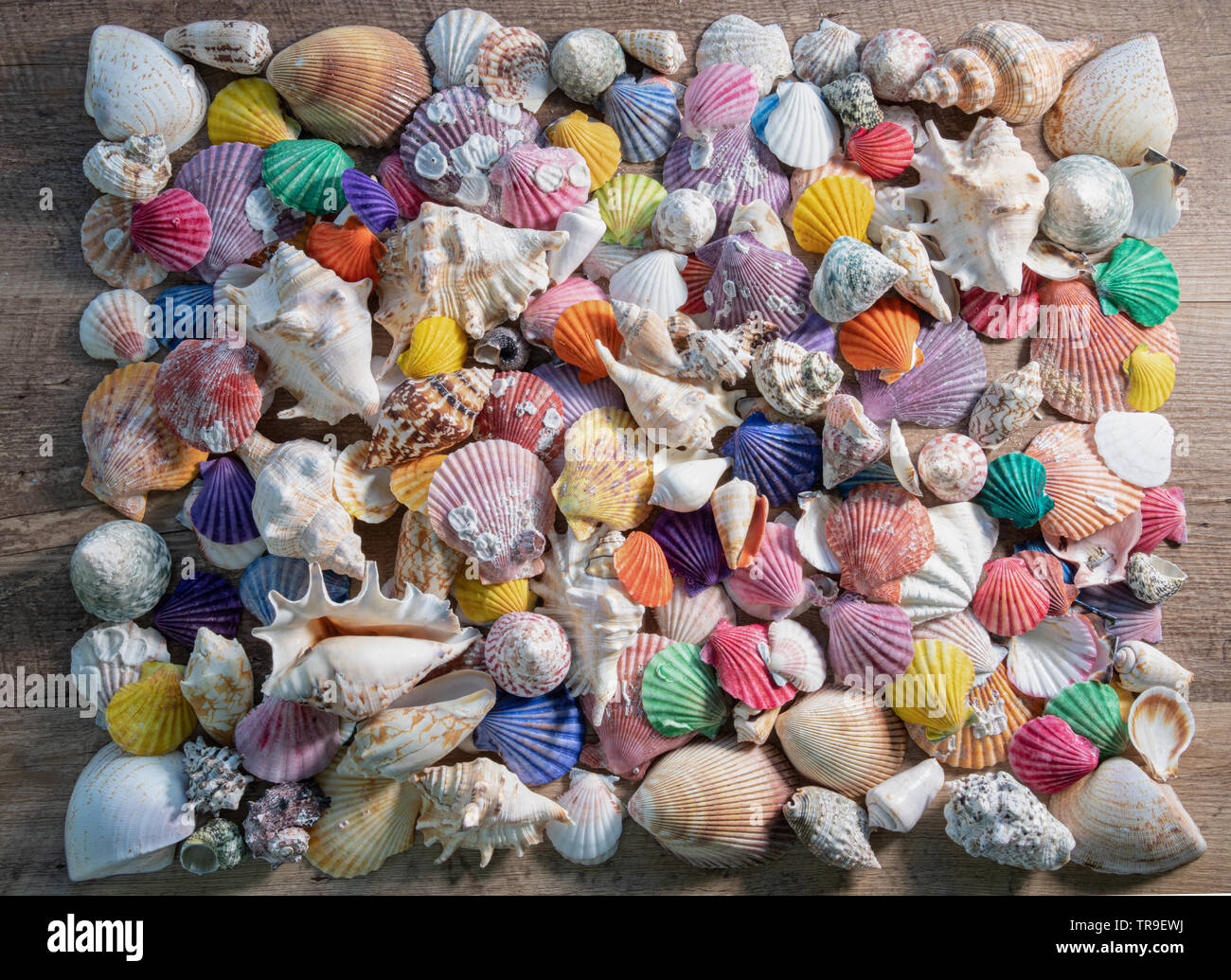 Sea shells background decoration. Beautiful and colorful Sea shells ...