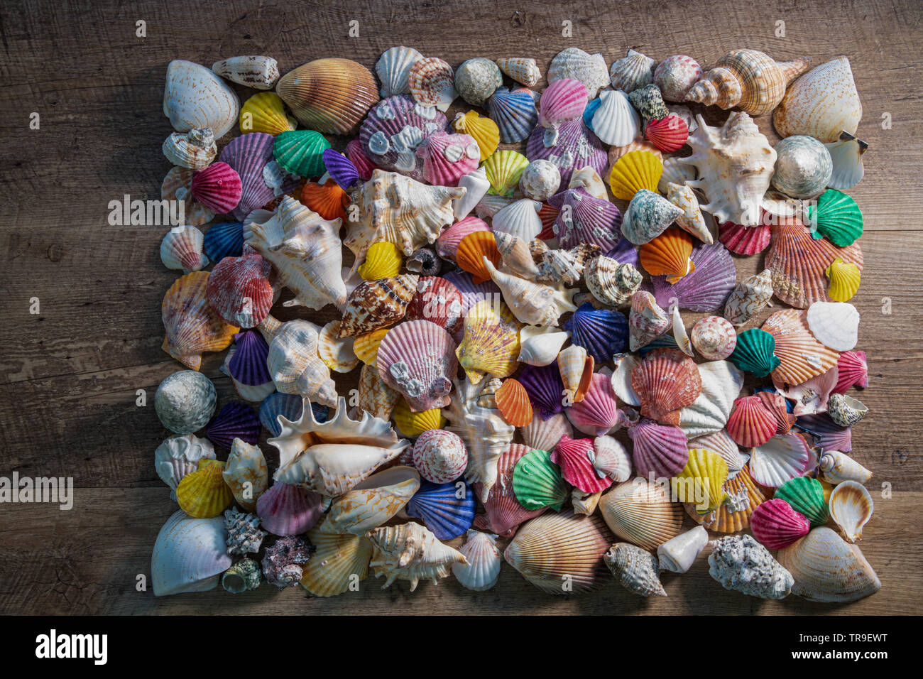 Sea shells background decoration. Beautiful and colorful Sea shells ...
