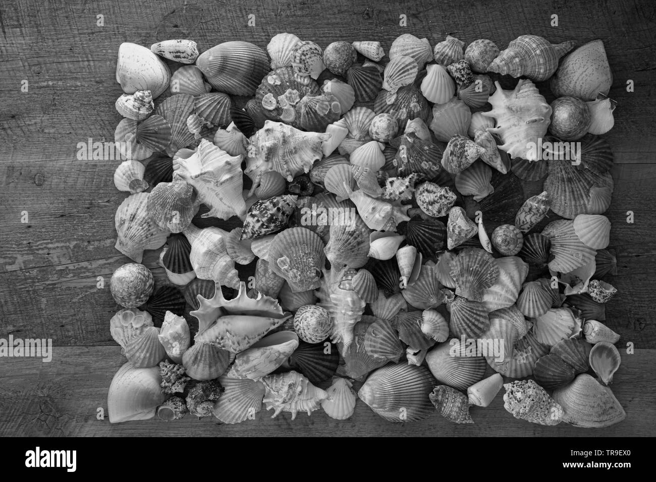 sea shells background in black and white Stock Photo - Alamy